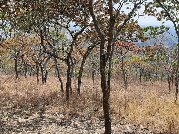 Stands & Residential Land for Sale in Umwinsidale, Harare North | 5 ...