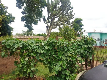 Houses for Sale in Mbare, Harare High Density | 3 listings